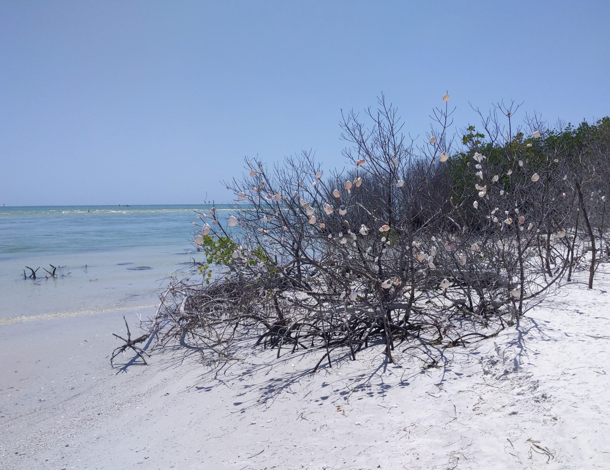 Shell Key Preserve: What You Need to Know Before You Go - Golden Age Trips